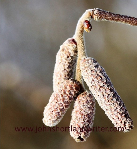 Coppicing Hazel – the how, the why, the where | Life in the English ...