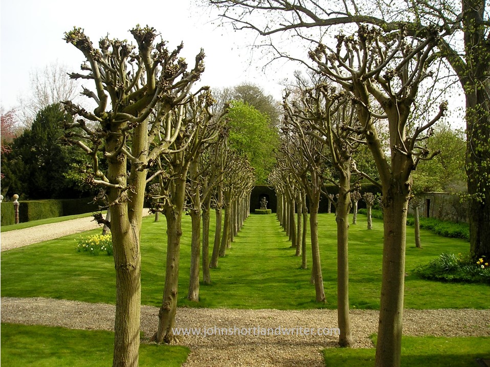 Winter Pruning of Limes, Hazels & Dogwoods | Life in the English Cotswolds